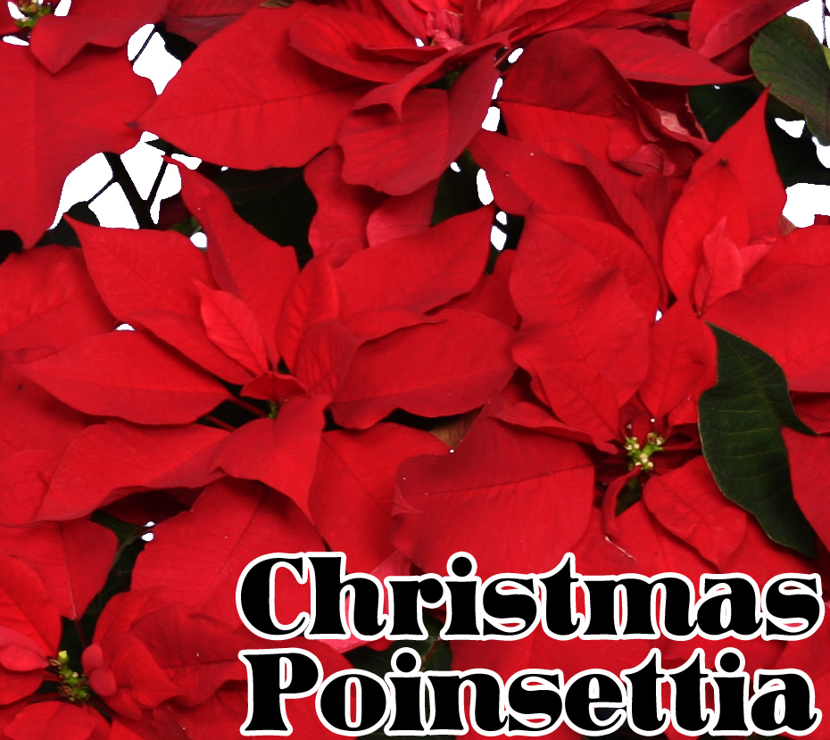 Point The Way To Christmas With Beautiful Poinsettias!